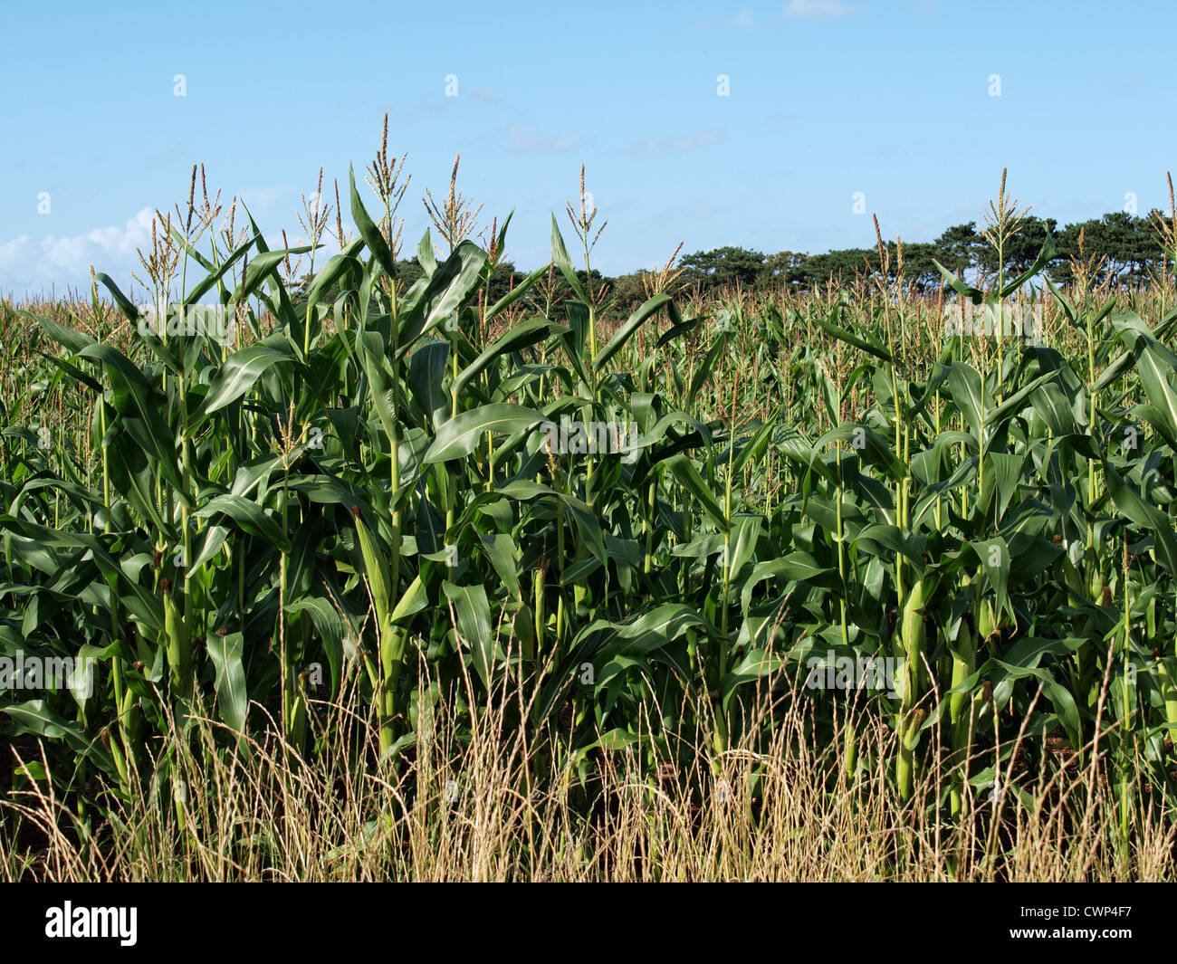 Crop sweet corn on hi-res stock photography and images - Alamy