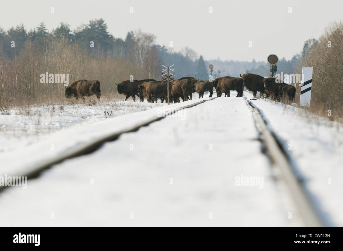 European Bison (Bison bonasus) herd, walking across snow covered ...