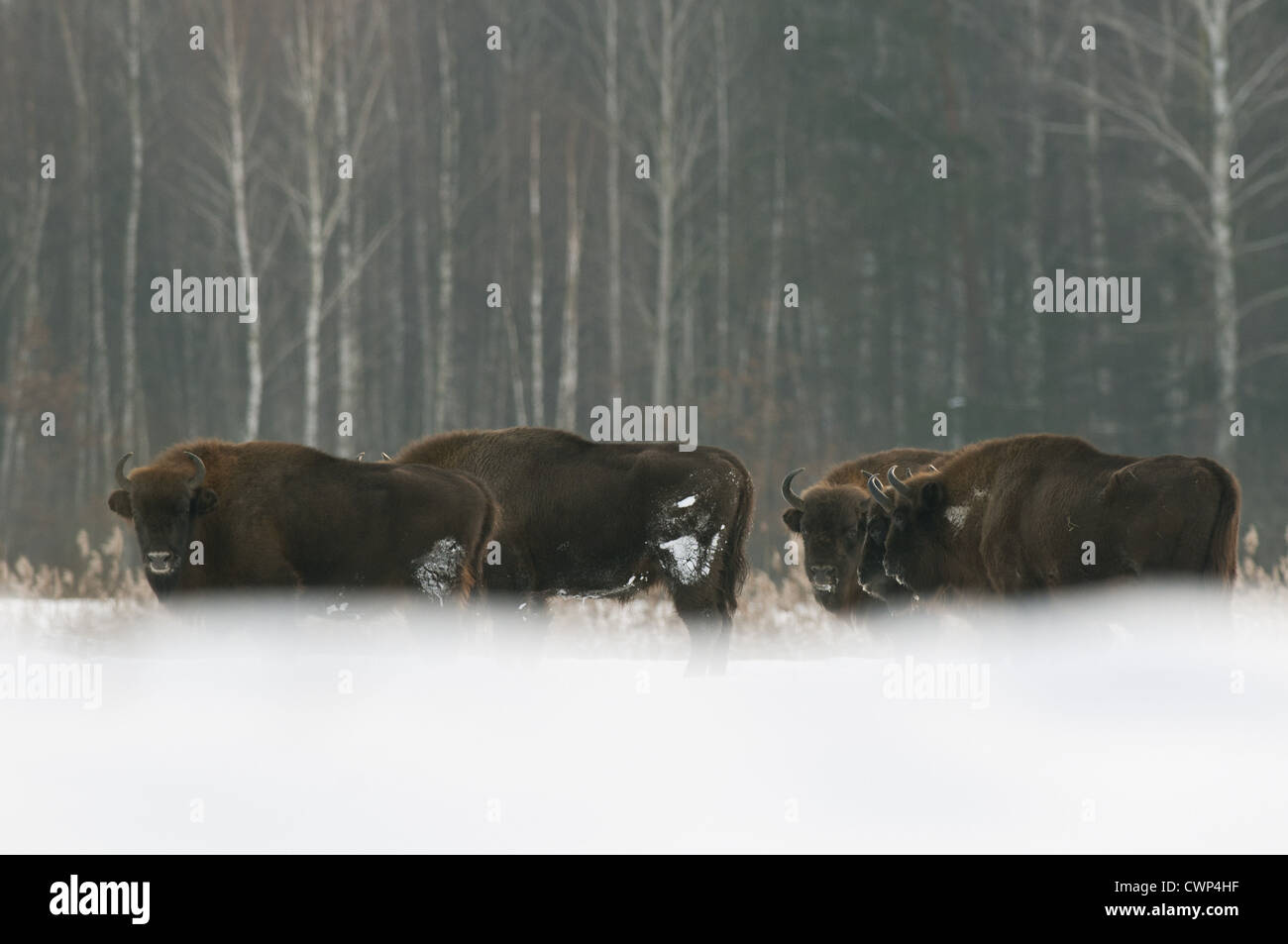 European bison groups hi-res stock photography and images - Alamy