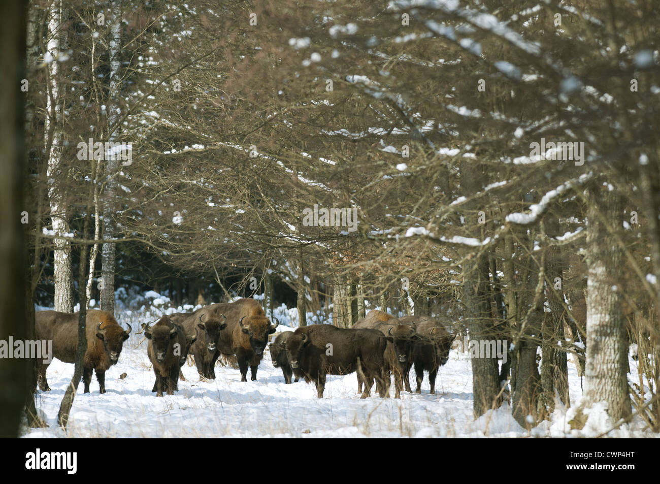 European bison groups hi-res stock photography and images - Alamy