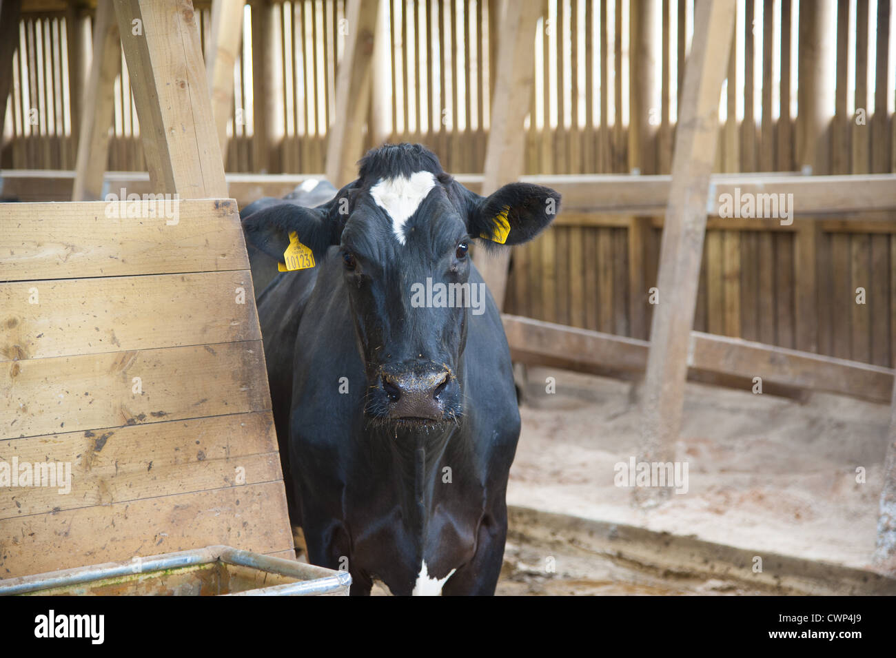 Domestic Cattle, Holstein cow, in wooden cubicle house, Lancashire ...