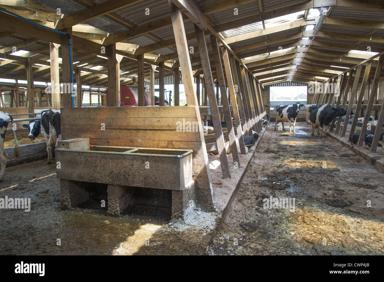 Dairy Cattle House at Rebecca Hart blog