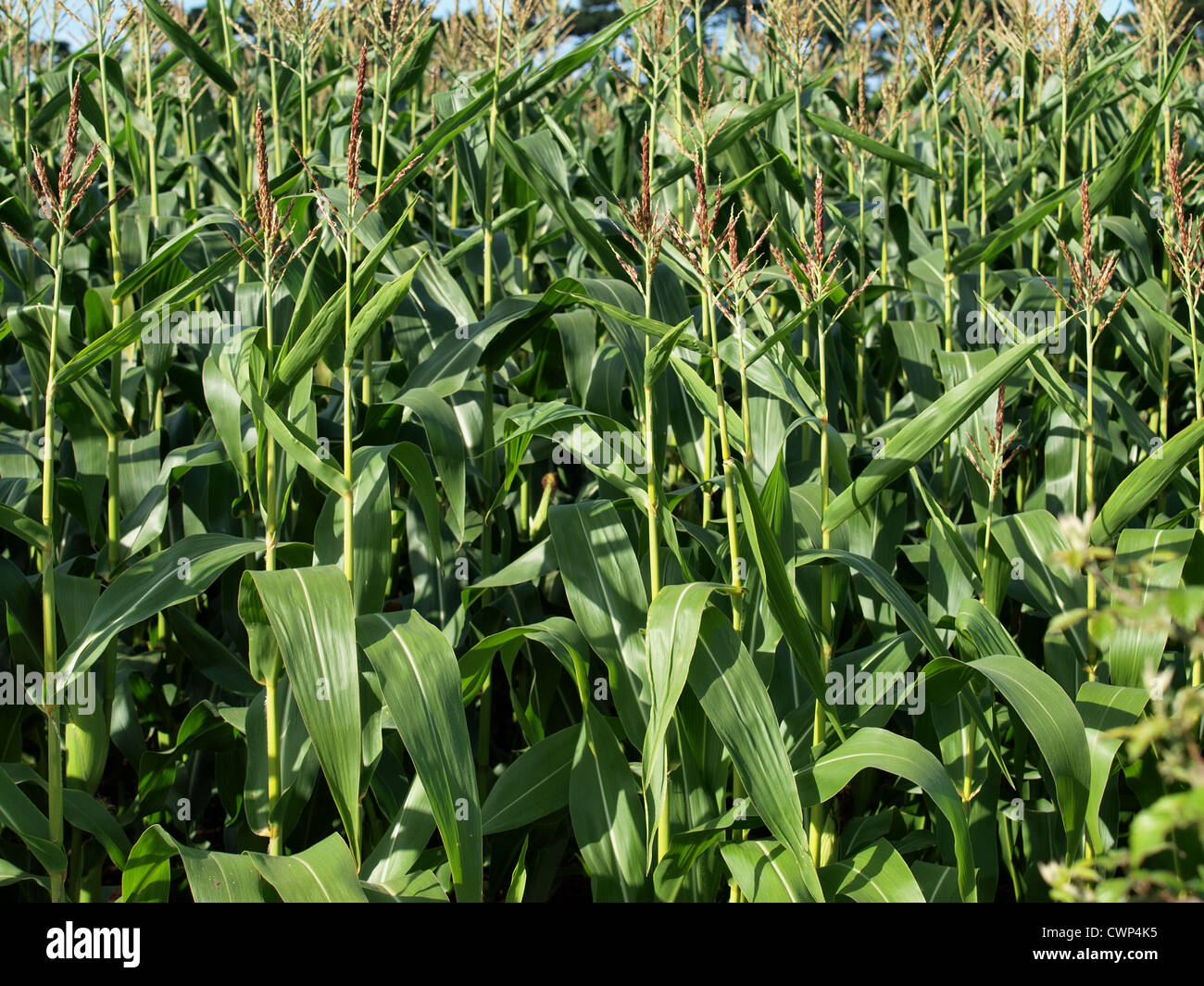 Sweet Corn growing in field. Somerset. UK Stock Photo - Alamy