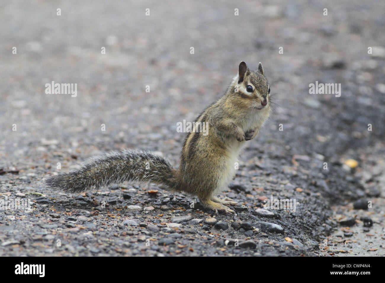 Siberian Chipmunk (Tamias sibiricus) adult, foraging for scraps at ...