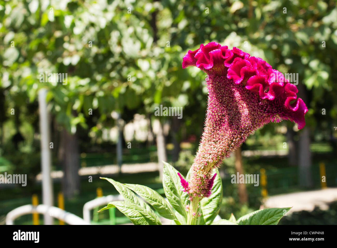 Celosia cristata cockscomb hi-res stock photography and images - Alamy