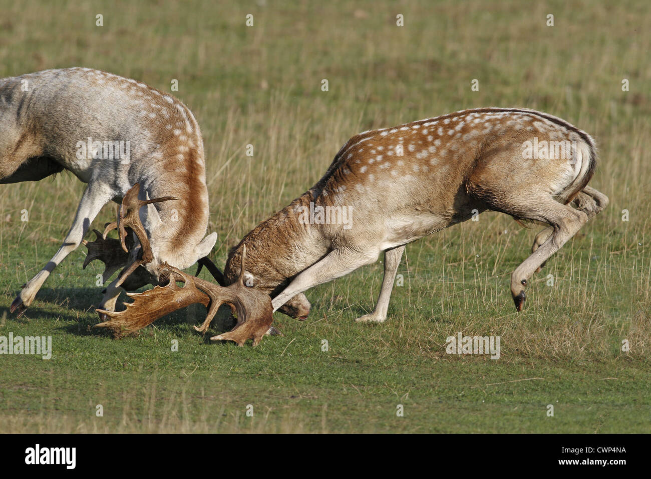 Fallow Deer (Dama dama) two bucks, fighting during rutting season ...