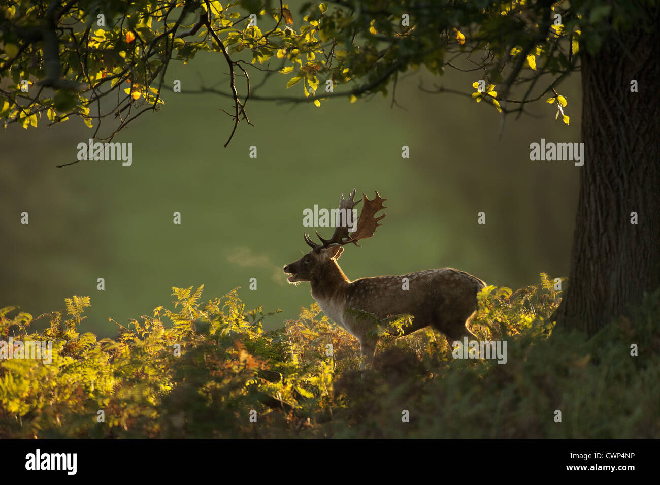 Fallow Deer (Dama dama) buck, roaring at dawn during rutting season ...
