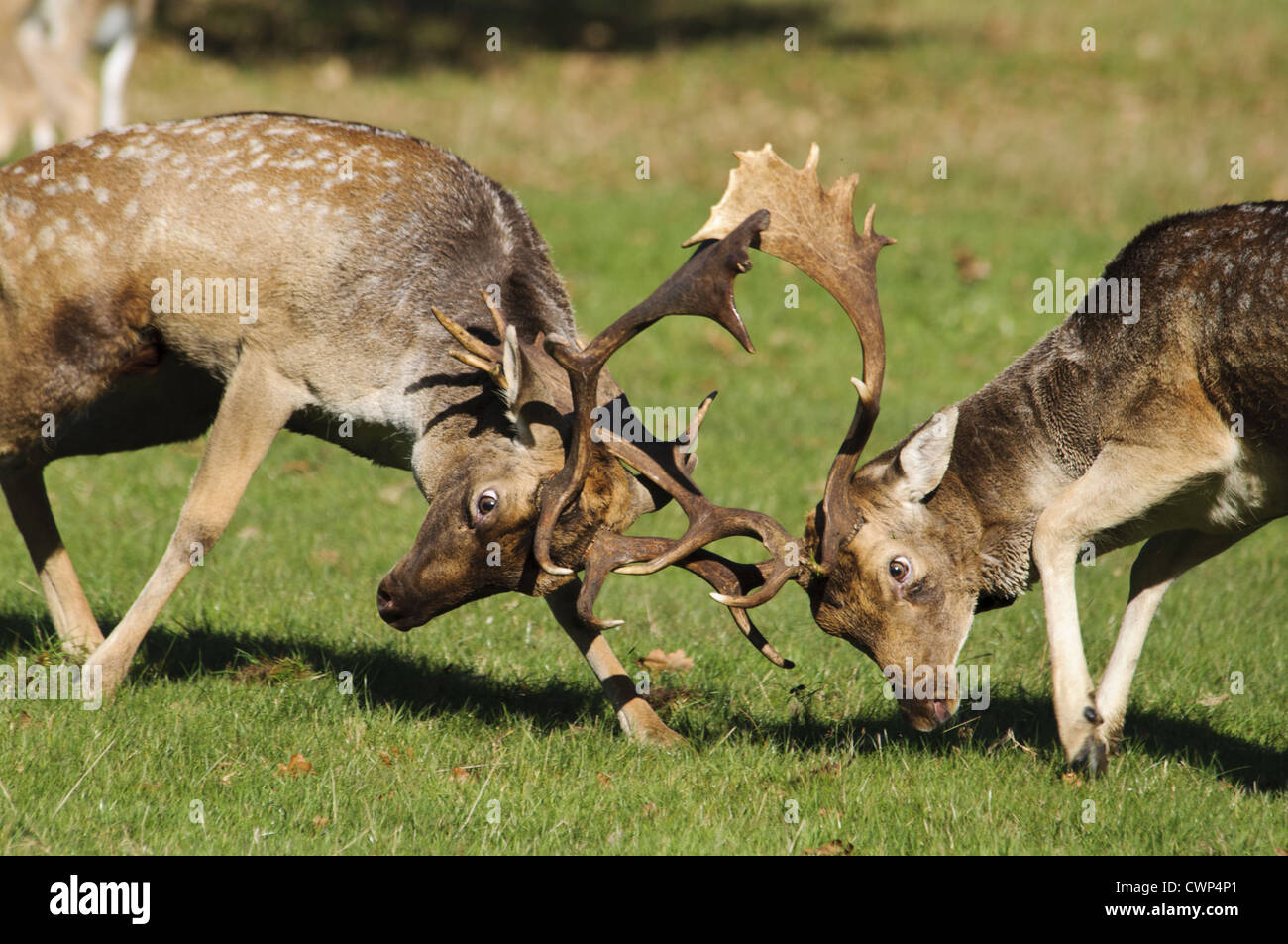 Rival cities hi-res stock photography and images - Alamy