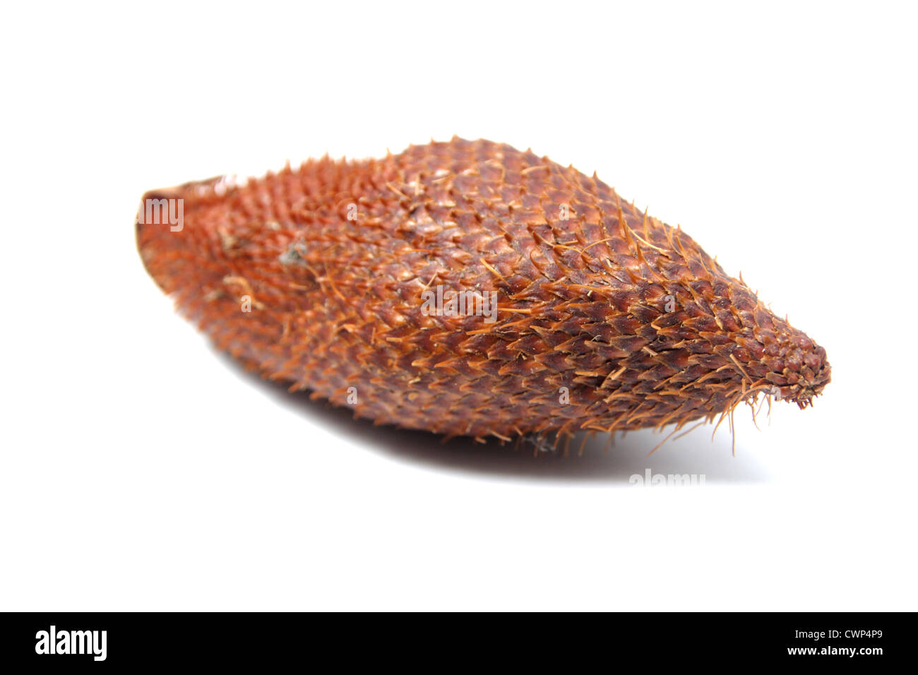 Rakum palm fruit , Zalacca fruit Stock Photo - Alamy
