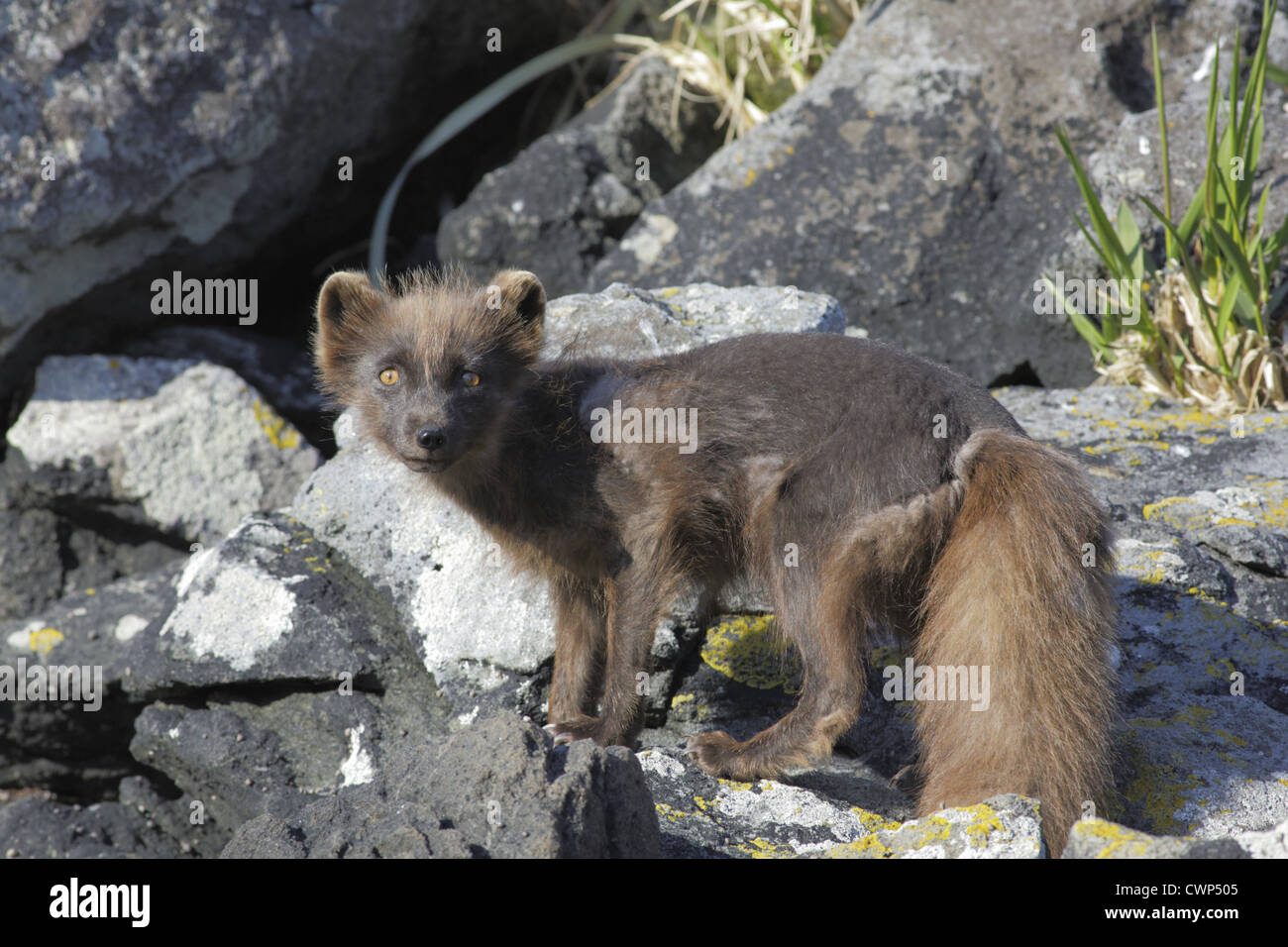 Arctic Fox (Alopex lagopus) adult, moulting coat, standing on rocks ...