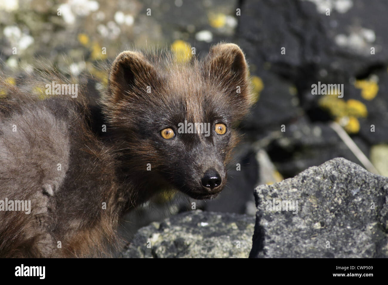 Arctic Fox (Alopex lagopus) adult, moulting coat, close-up of head ...