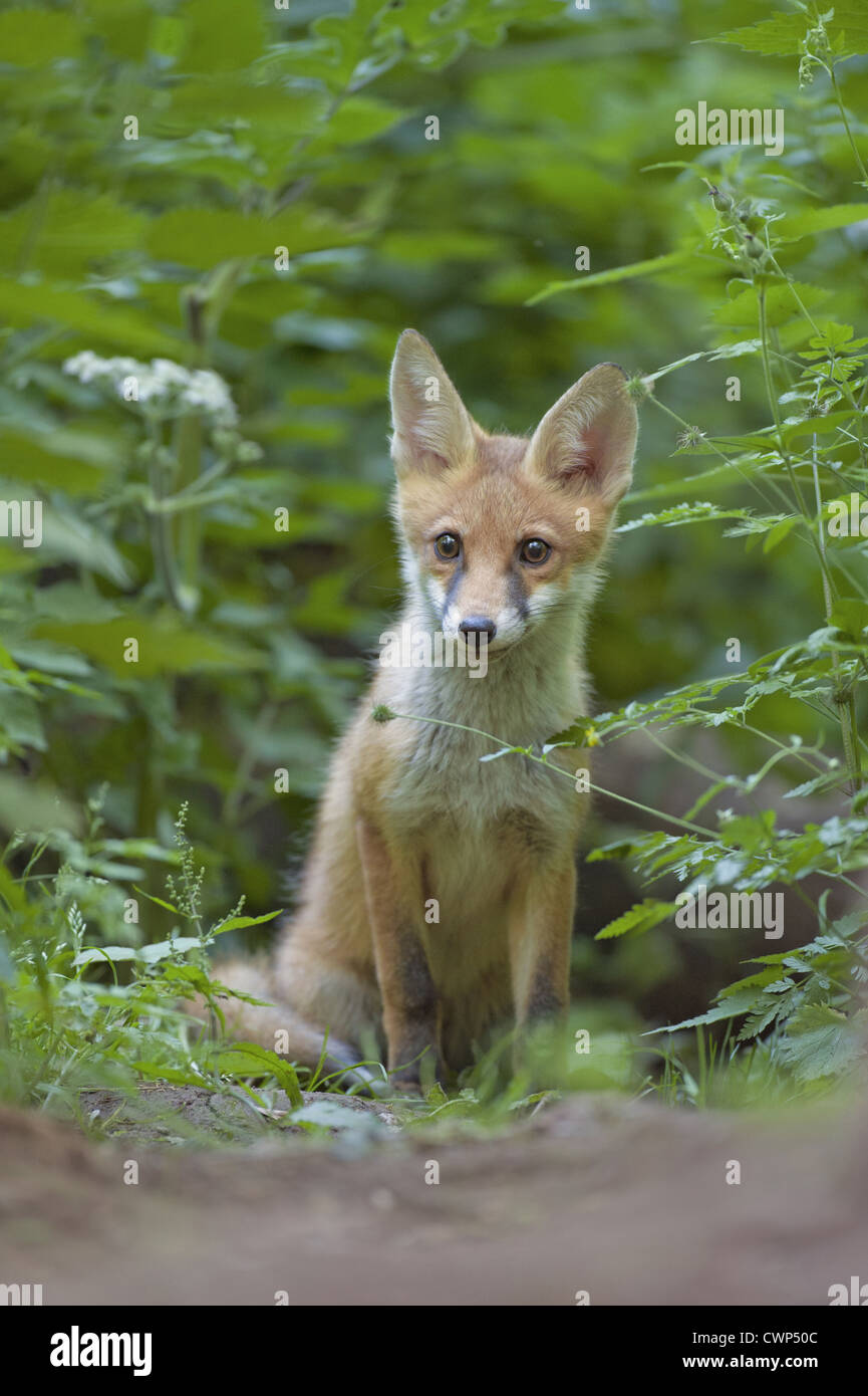 European Red Fox (Vulpes vulpes) cub, sitting in woodland ...