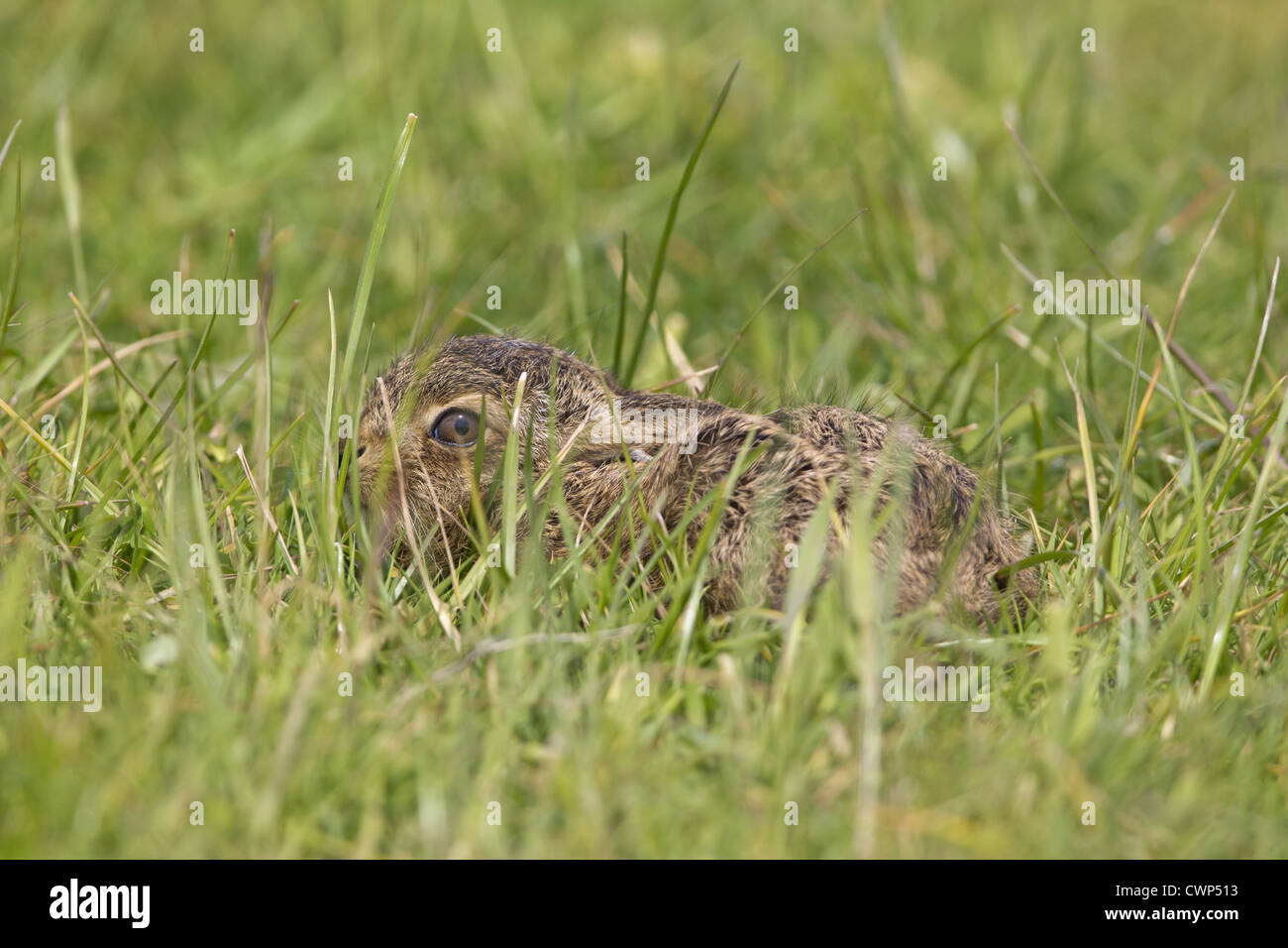 European Hare (Lepus europaeus) leveret, resting amongst grass in field ...