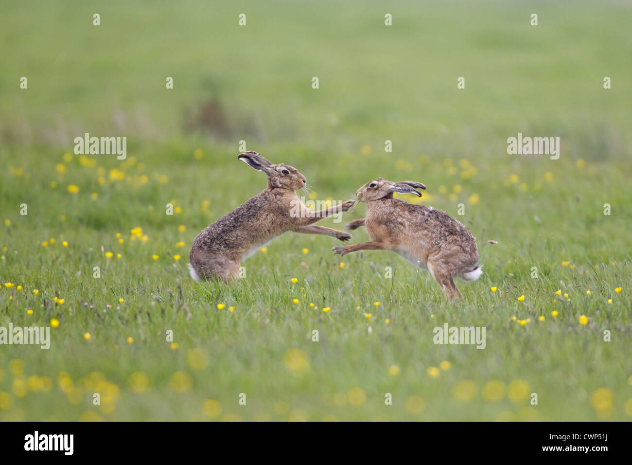 European Hare (Lepus europaeus) adult pair, 'boxing', female fighting ...