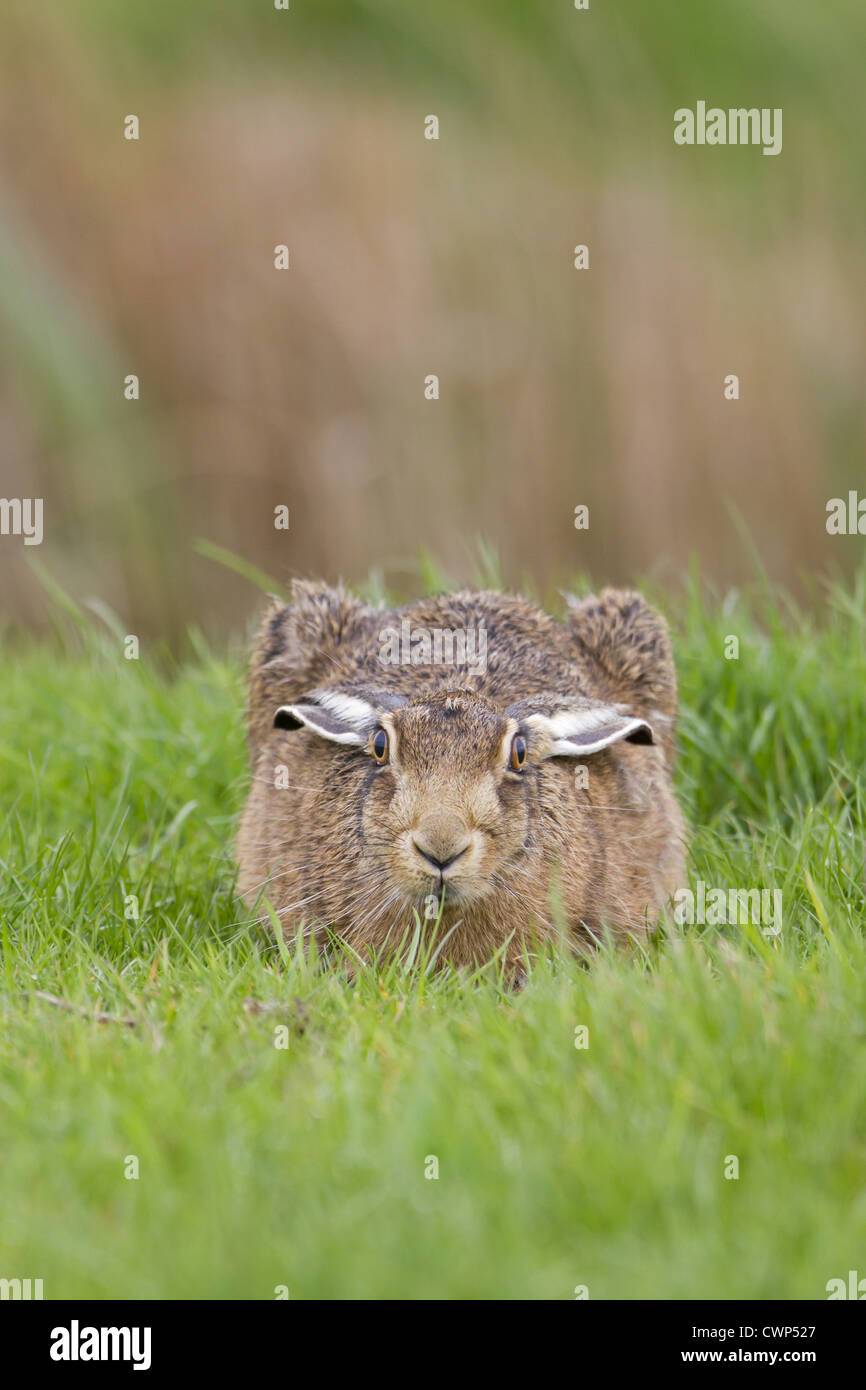 European Hare (Lepus europaeus) adult, crouching in grass field ...