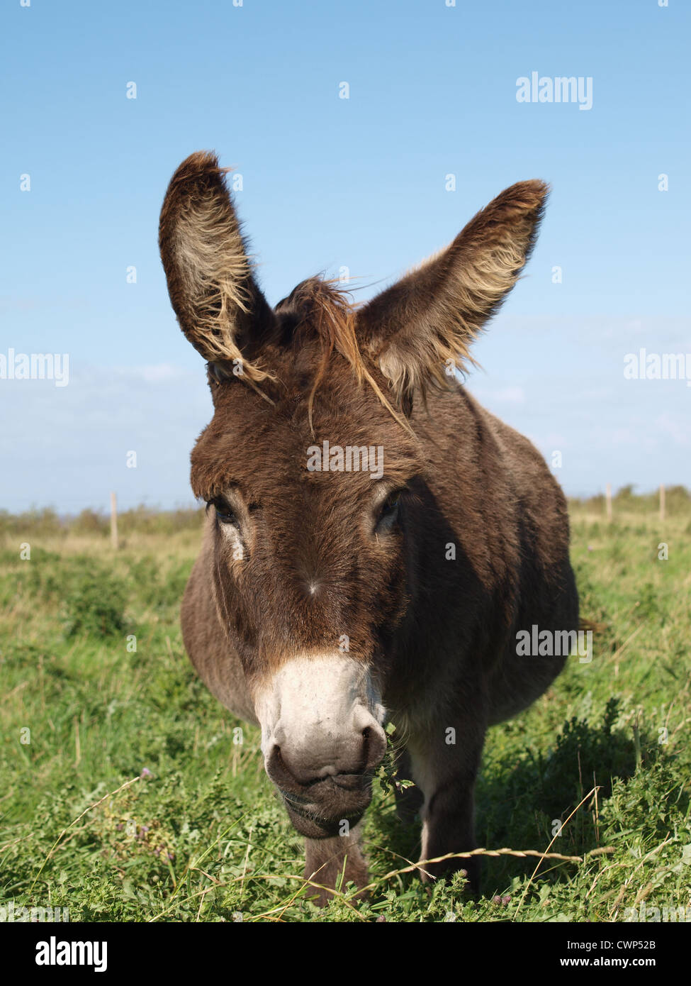 Donkey in field uk hi-res stock photography and images - Alamy