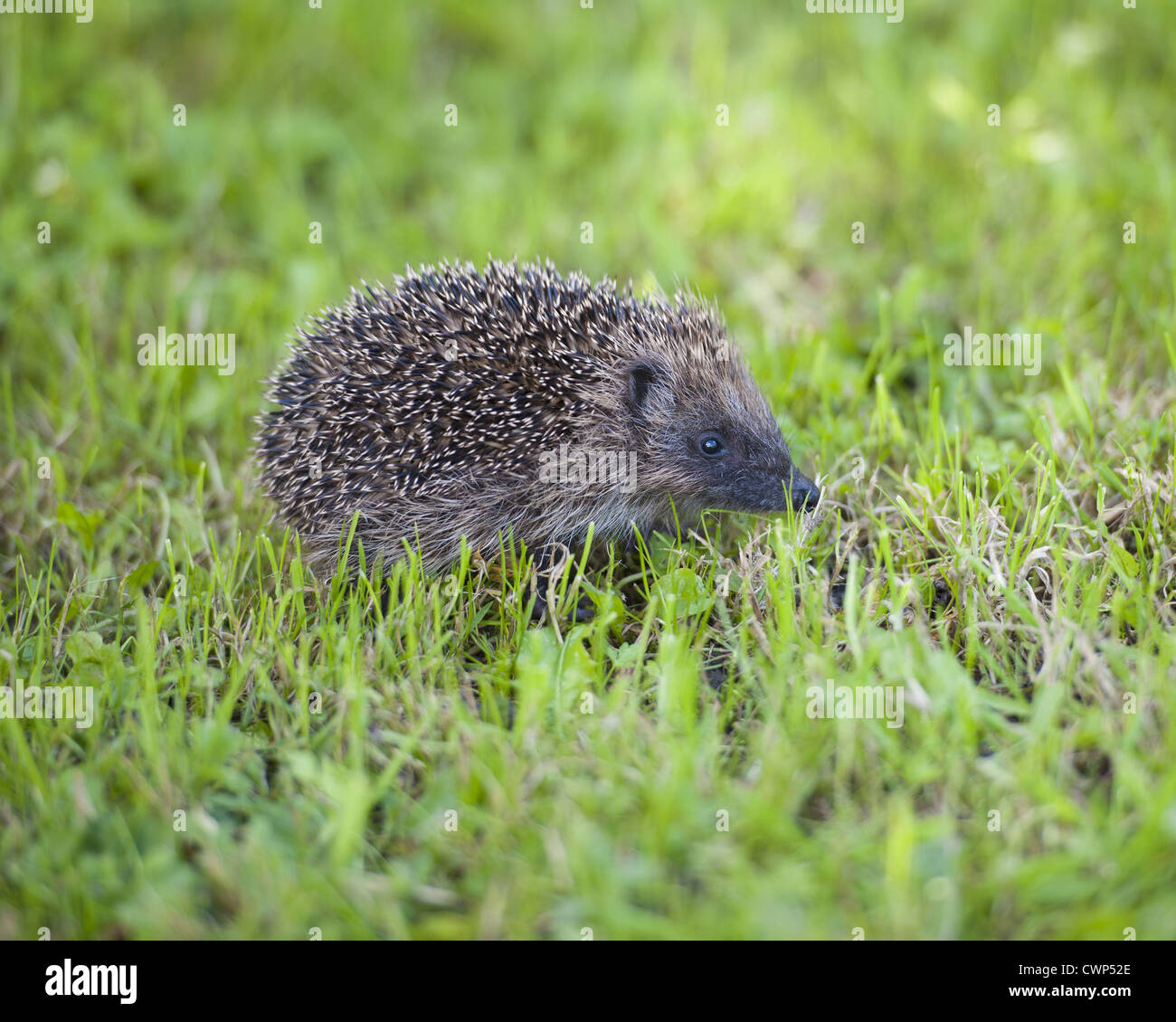 European Hedgehog (Erinaceus europaeus) young, standing on grass ...