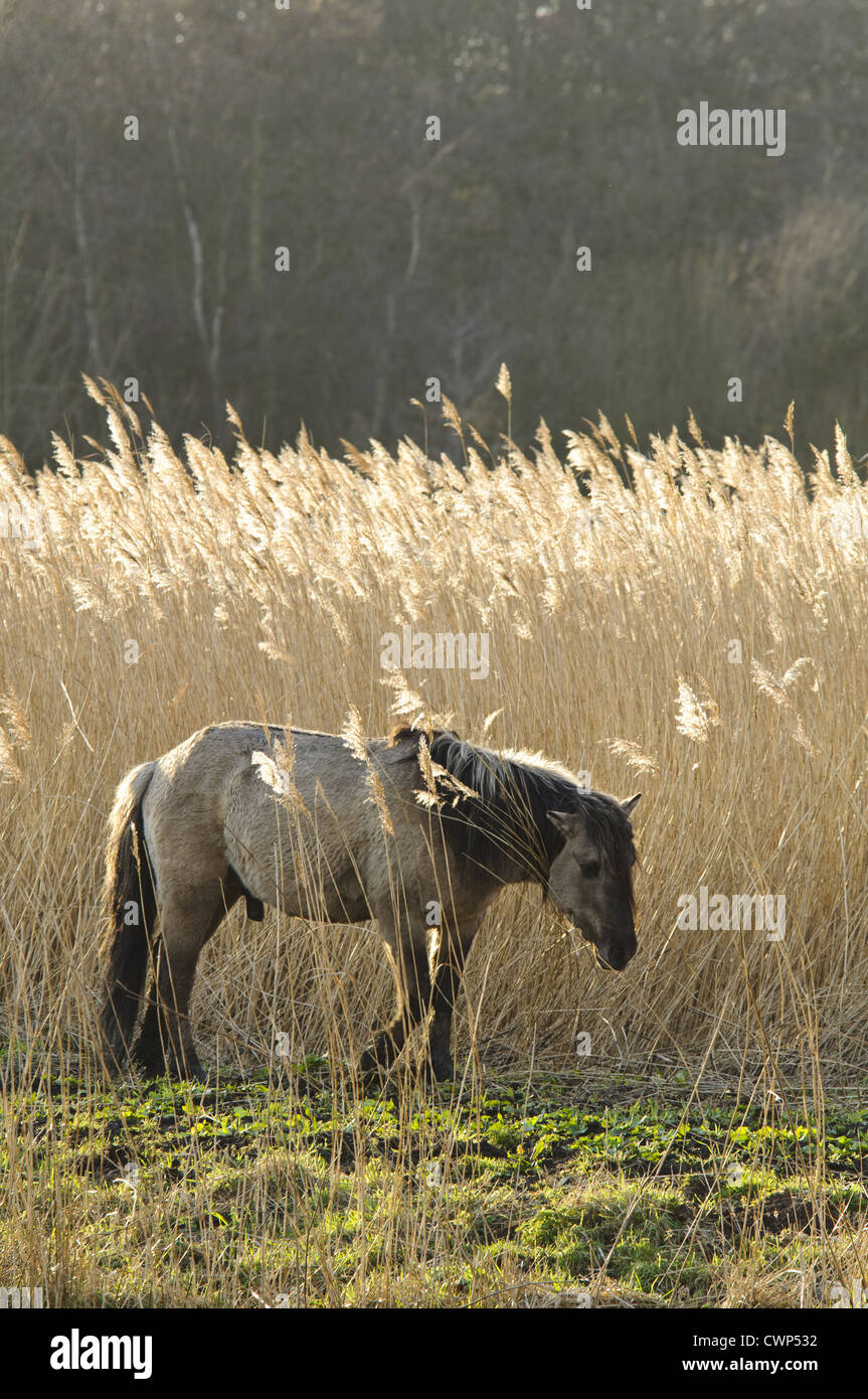 Konik breed wetland horse pony animal hi-res stock photography and ...