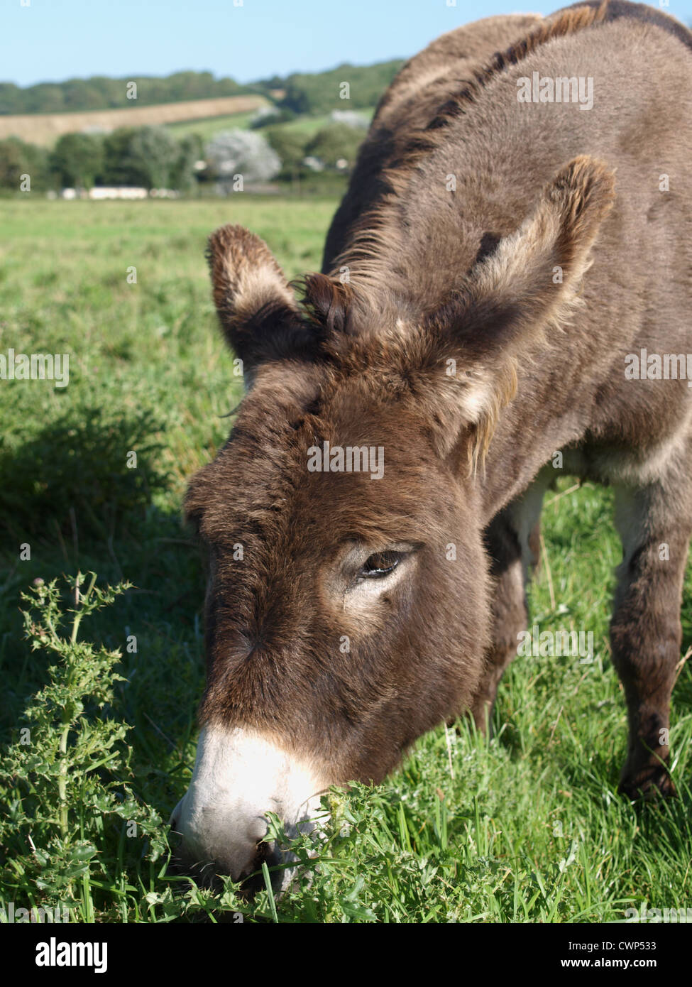 Donkey in field uk hi-res stock photography and images - Alamy
