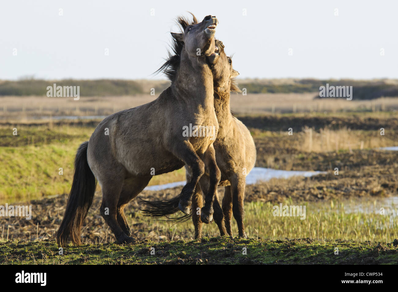 Konik Horse (Equus caballus gemelli) two adults, fighting in coastal ...