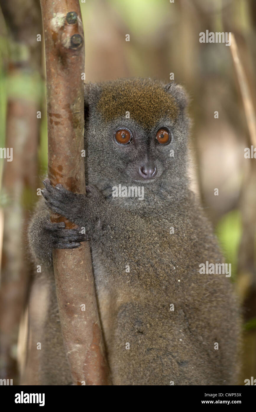 Grey gentle lemur hi-res stock photography and images - Alamy