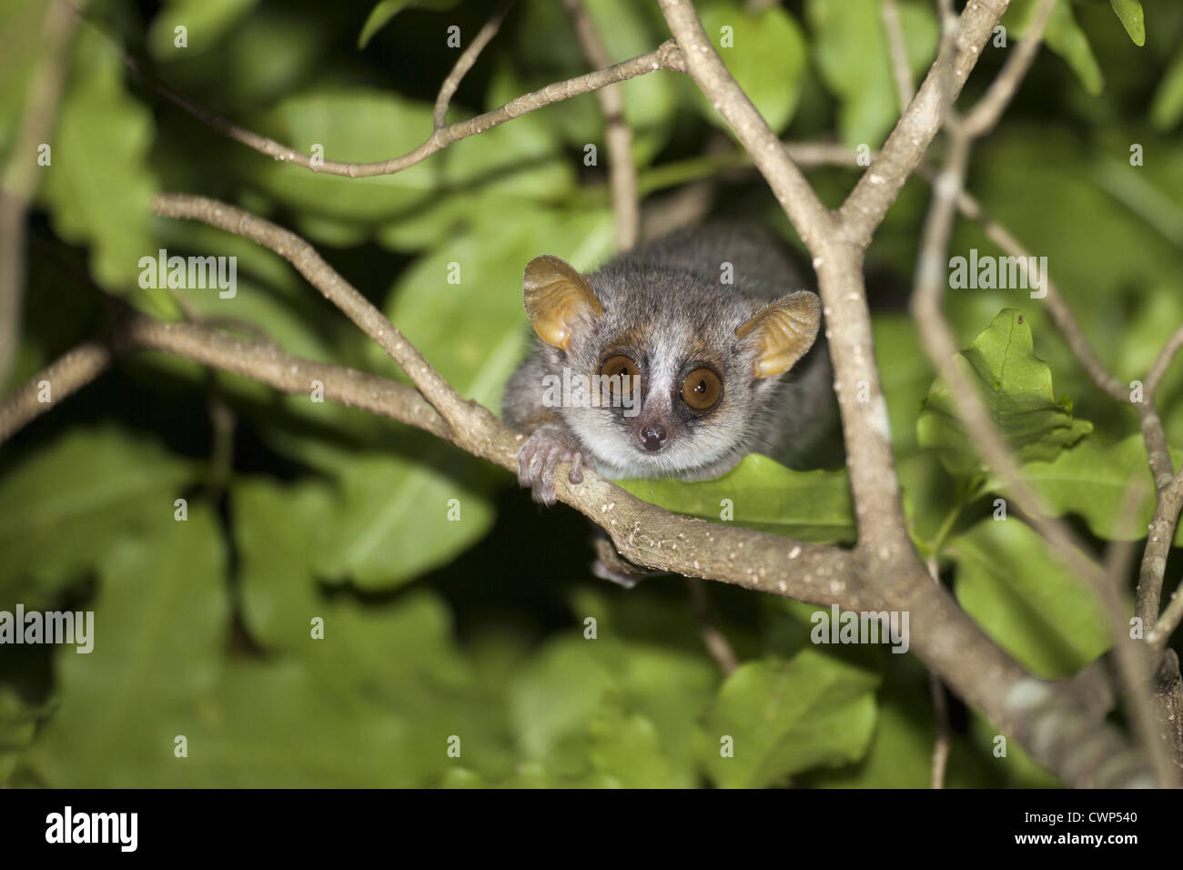 Grey Mouse Lemur (Microcebus murinus) adult, climbing on branches at ...