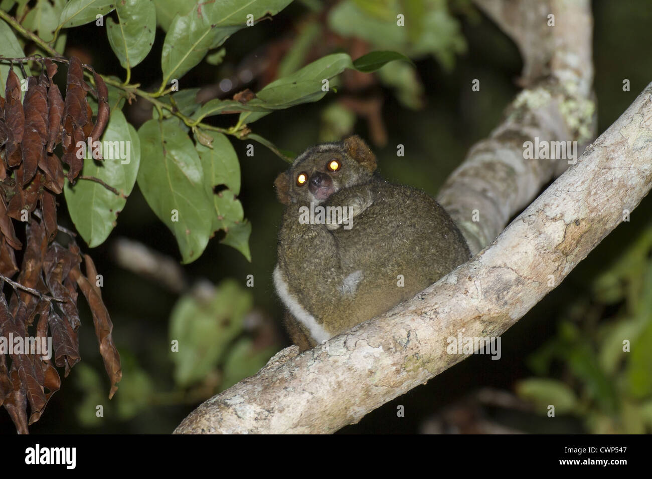 Avahi hi-res stock photography and images - Alamy
