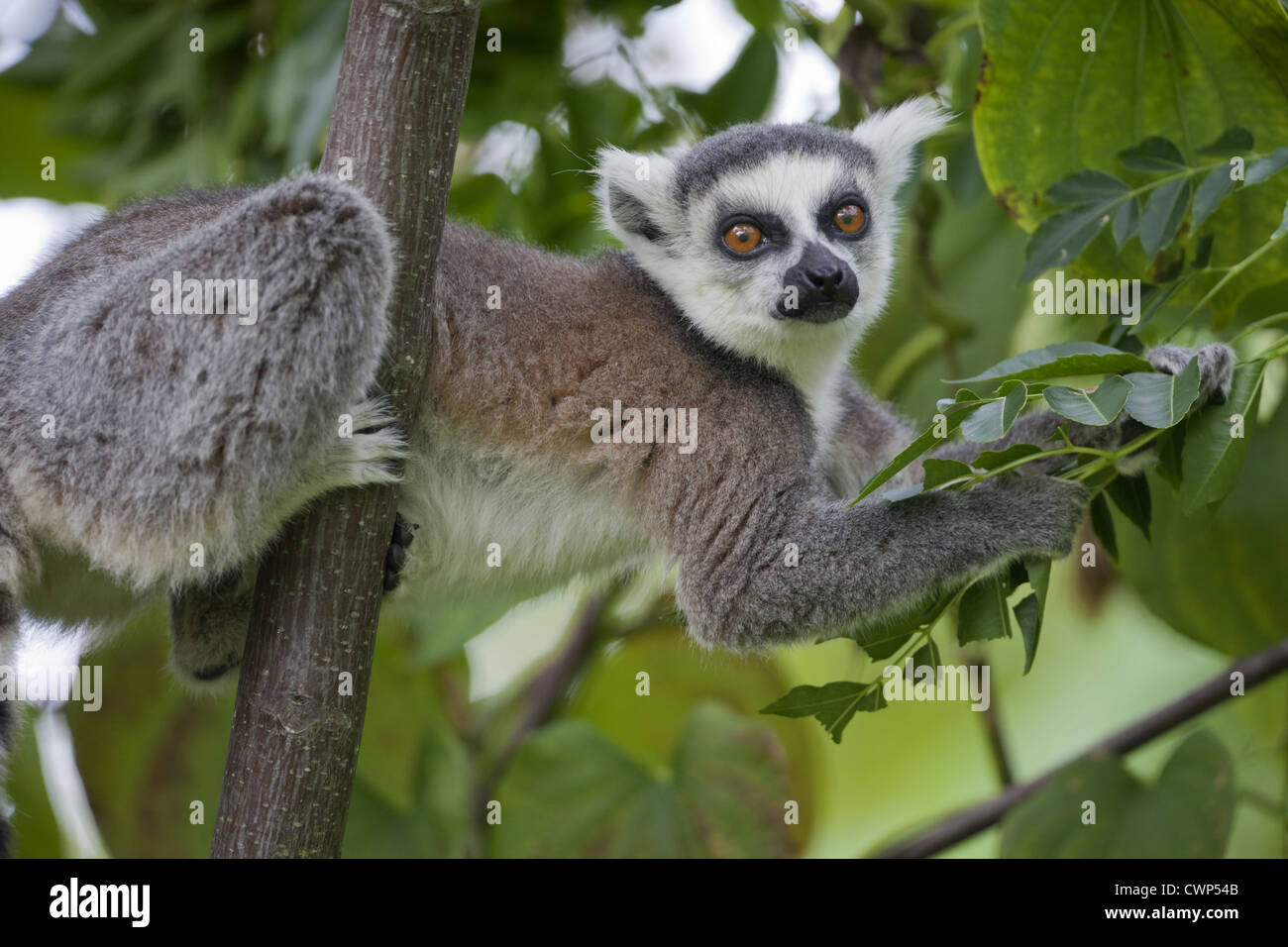 Ring-tailed Lemur (Lemur catta) adult, feeding on leaves in tree, Anja ...