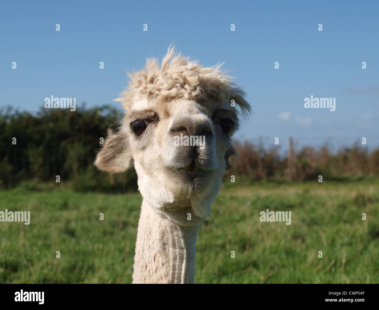 Captive mammal hi-res stock photography and images - Alamy