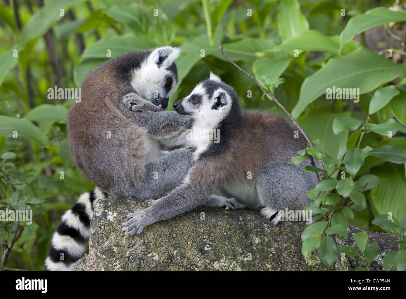 Ring-tailed Lemur (Lemur catta) two adults, mutual grooming, Anja ...