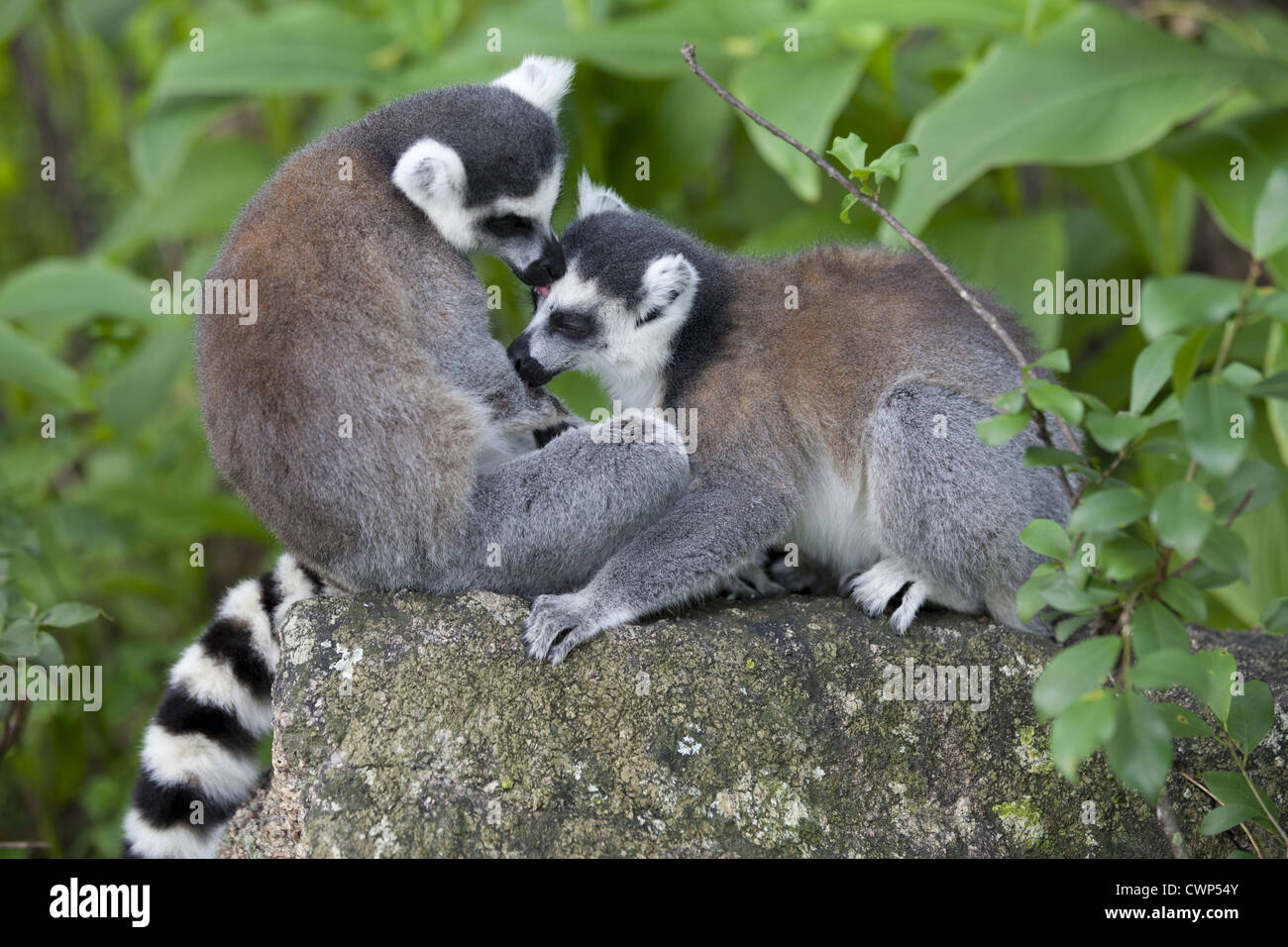 Ring-tailed Lemur (Lemur catta) two adults, mutual grooming, Anja ...