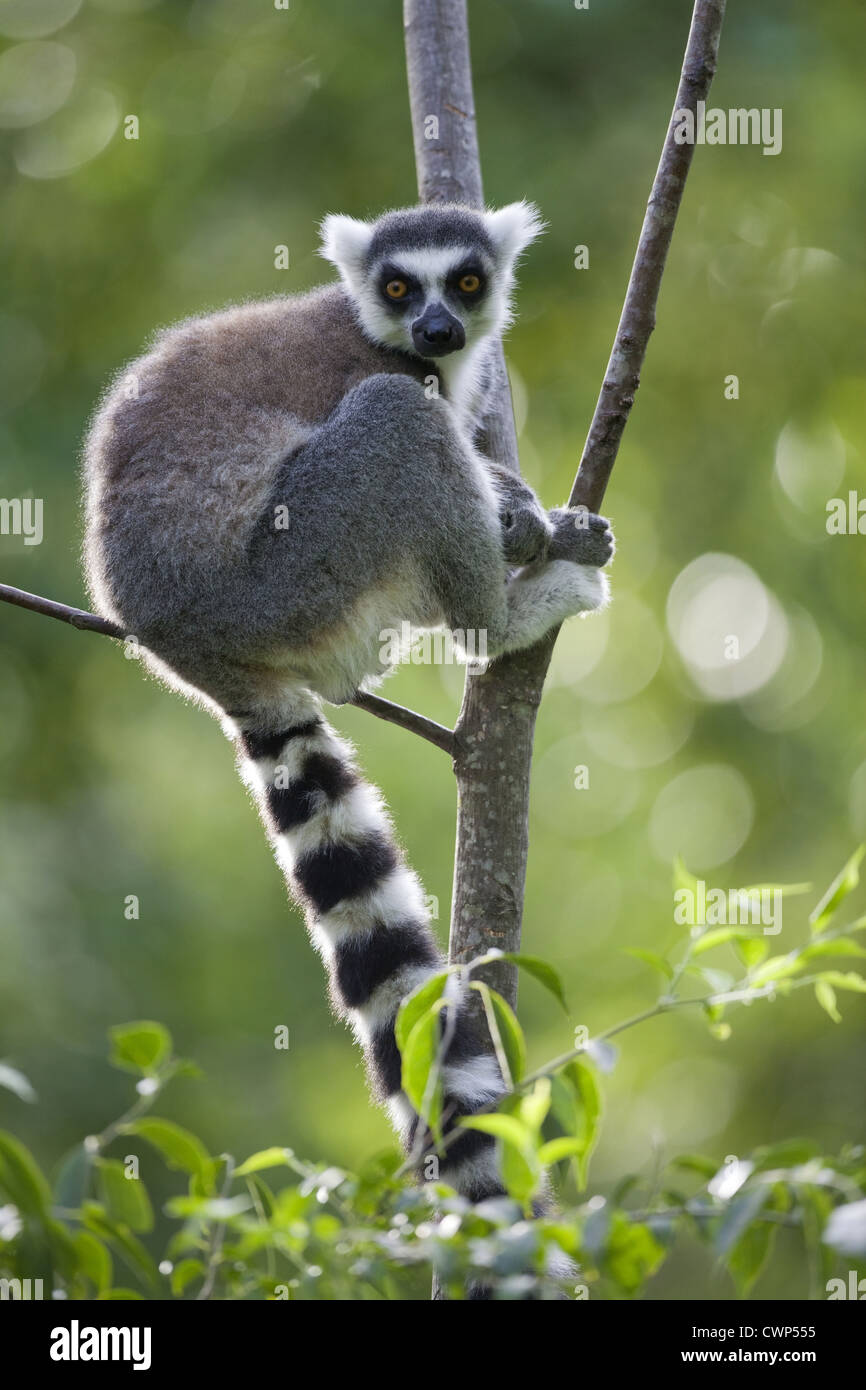 Ring-tailed Lemur (Lemur catta) adult, sitting in tree, Anja Reserve ...