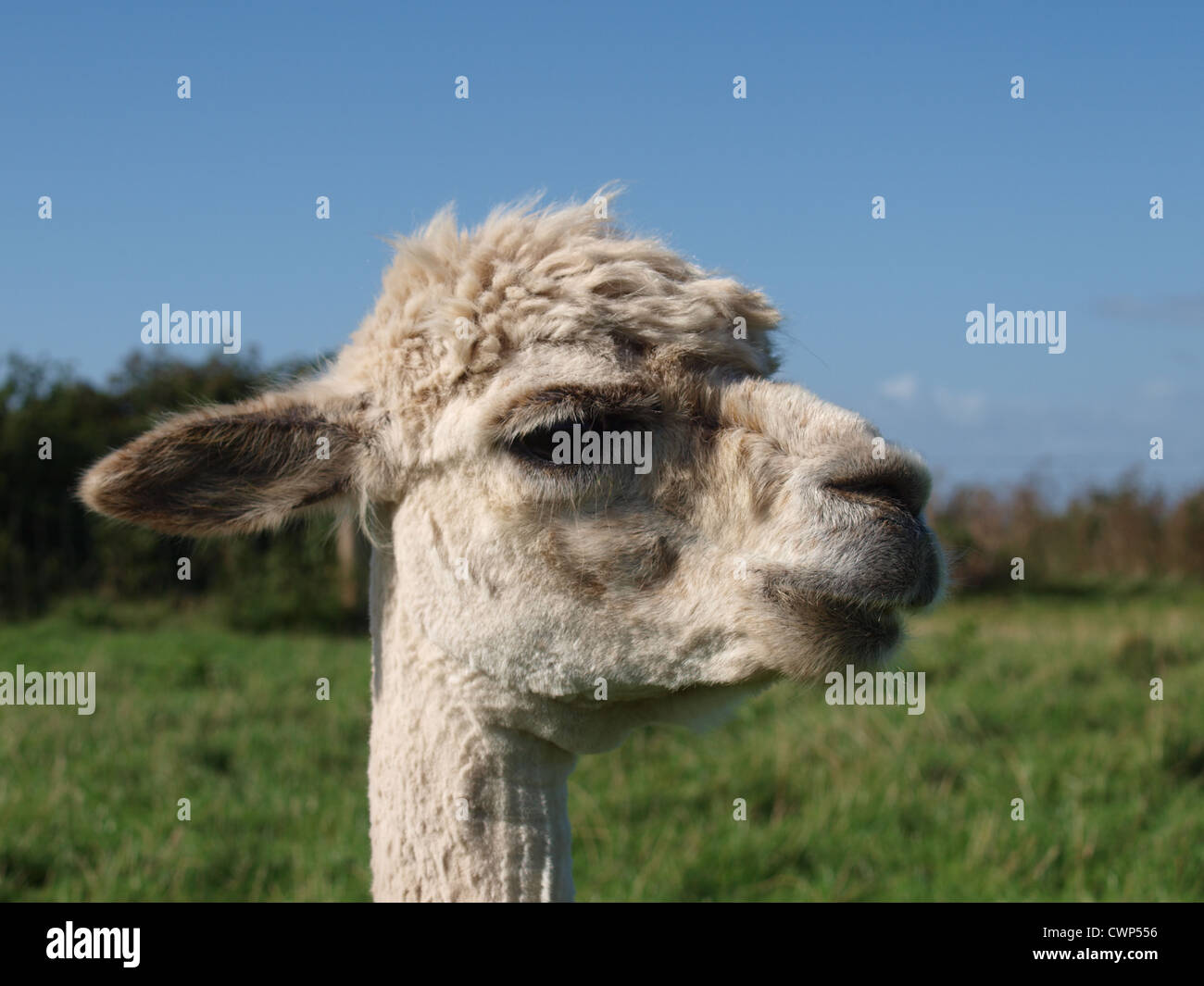 Llama uk hi-res stock photography and images - Alamy