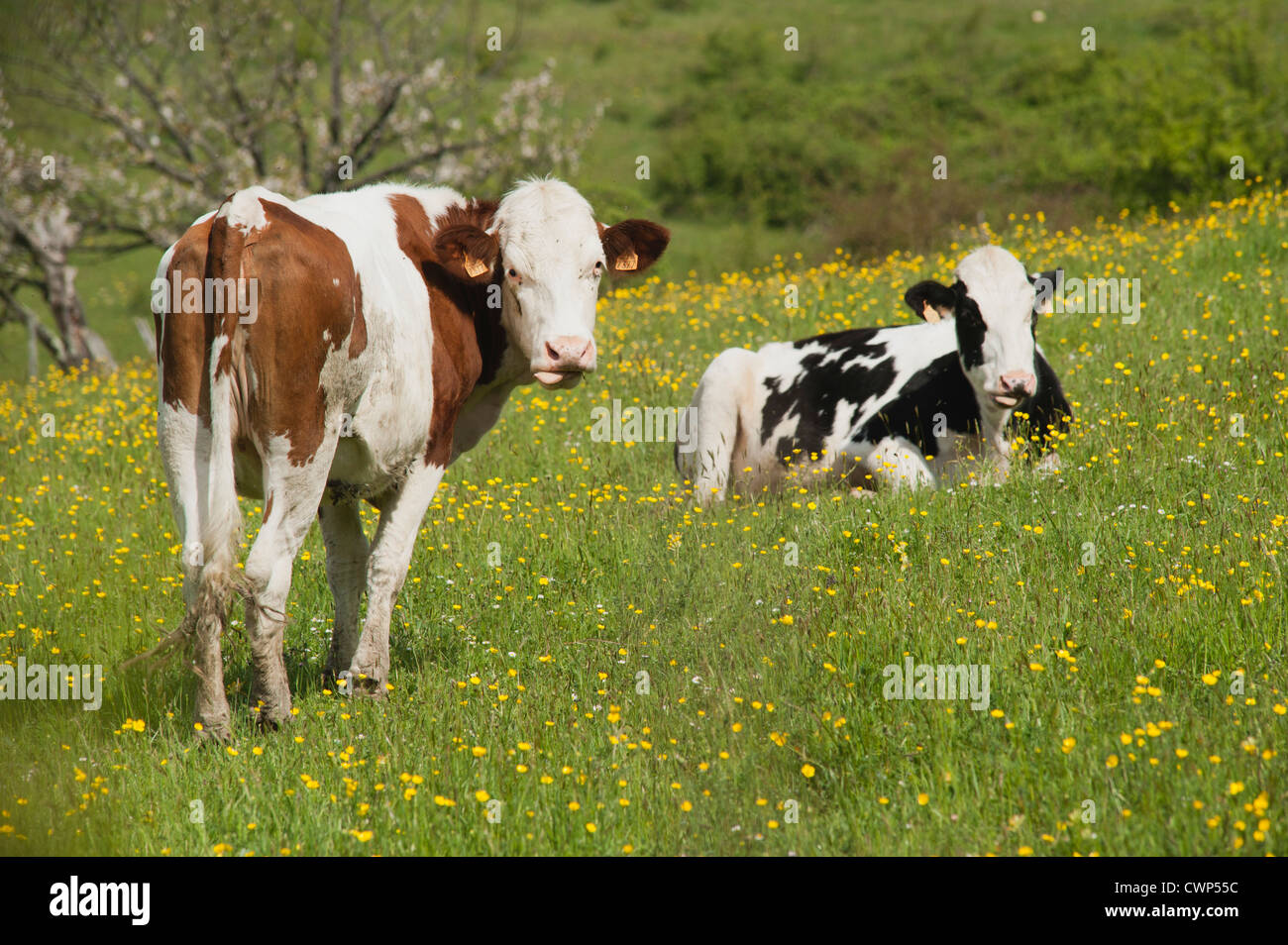 Cows in pasture Stock Photo - Alamy