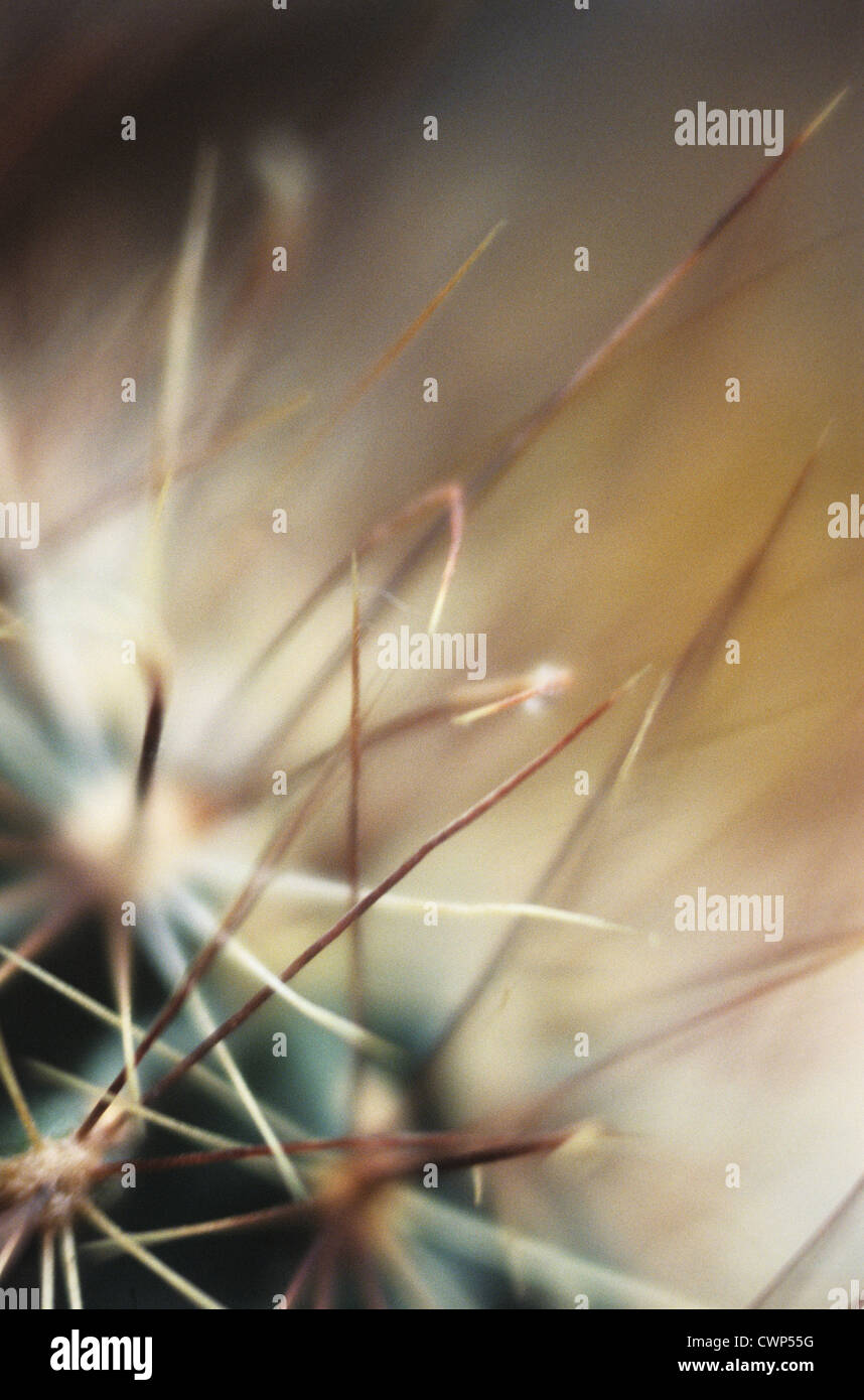 Magnified cactus hi-res stock photography and images - Alamy