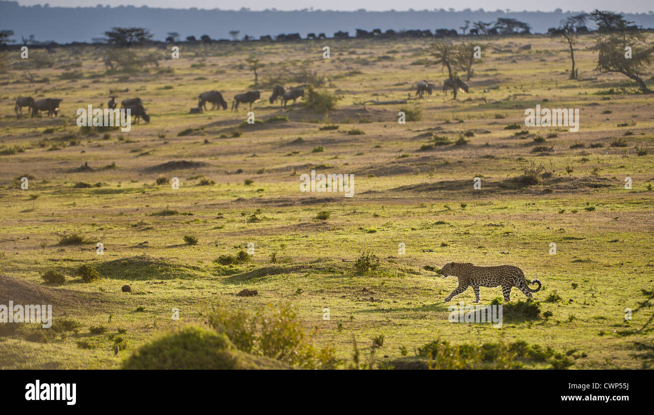 African Leopard (Panthera pardus pardus) adult, walking on grassland ...