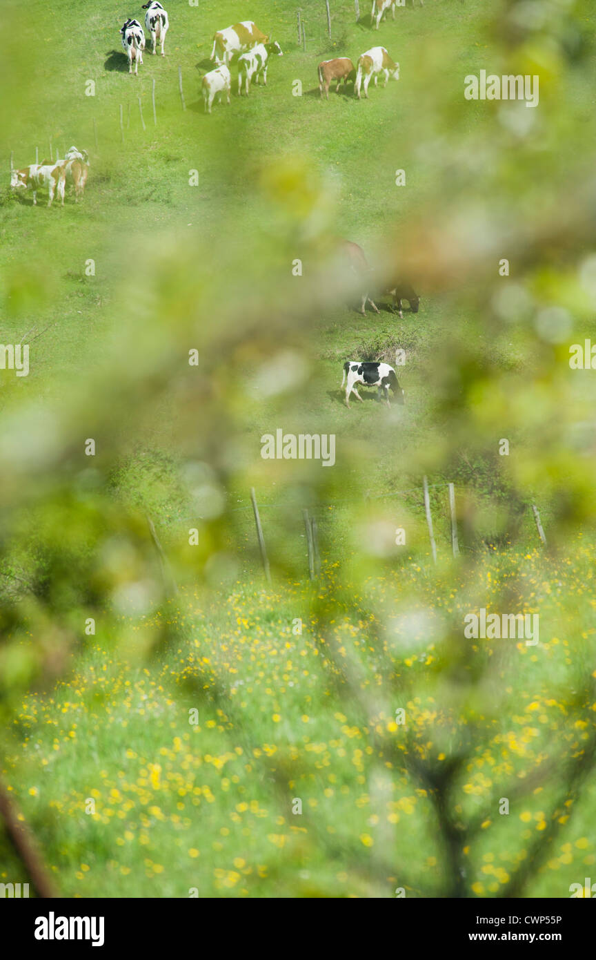 Cow pasture from above hi-res stock photography and images - Alamy