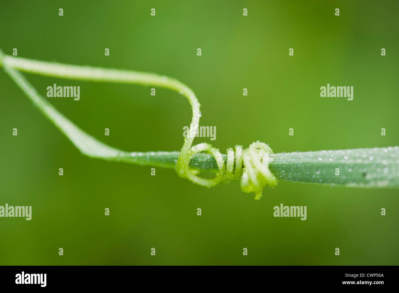 Coiling vines hi-res stock photography and images - Alamy