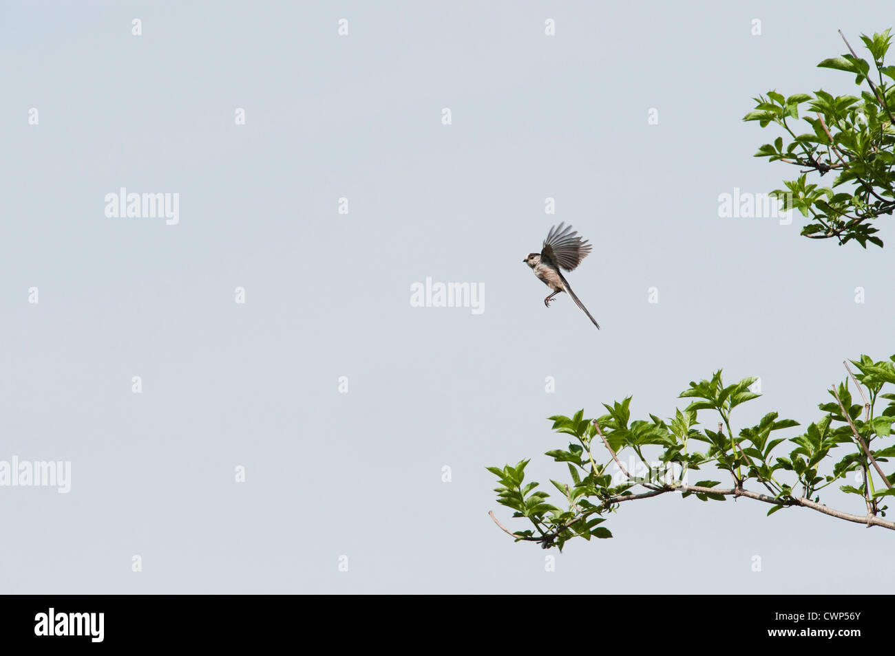 Bird in mid-flight Stock Photo - Alamy