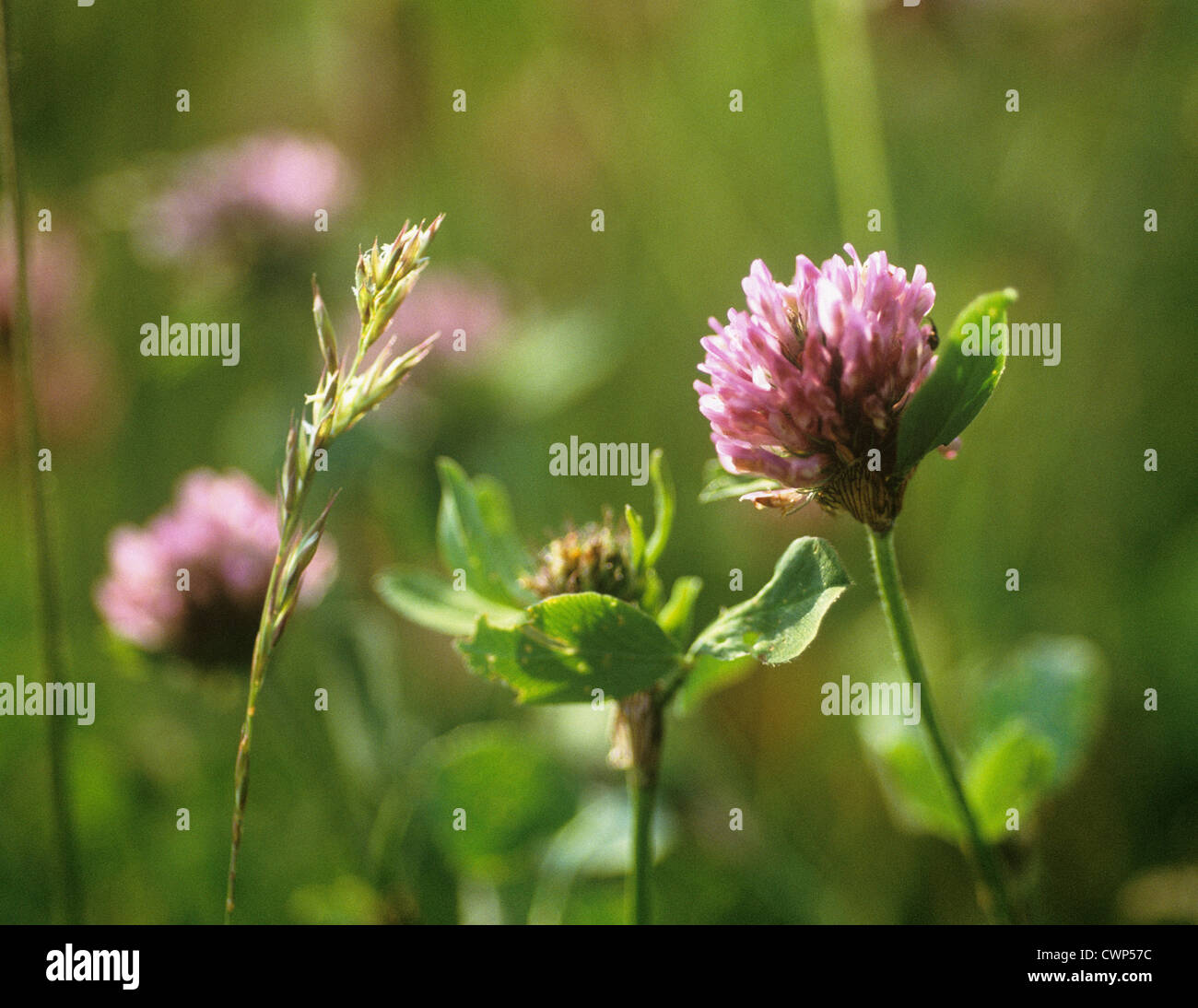 Scale clover hi-res stock photography and images - Alamy