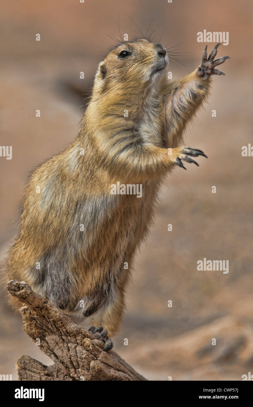 Black-tailed Prairie Dog (Cynomys ludovicianus) adult, reaching up with ...