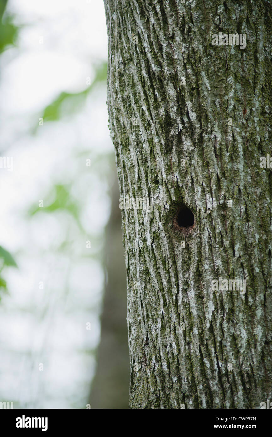 Tree trunk, close-up Stock Photo - Alamy