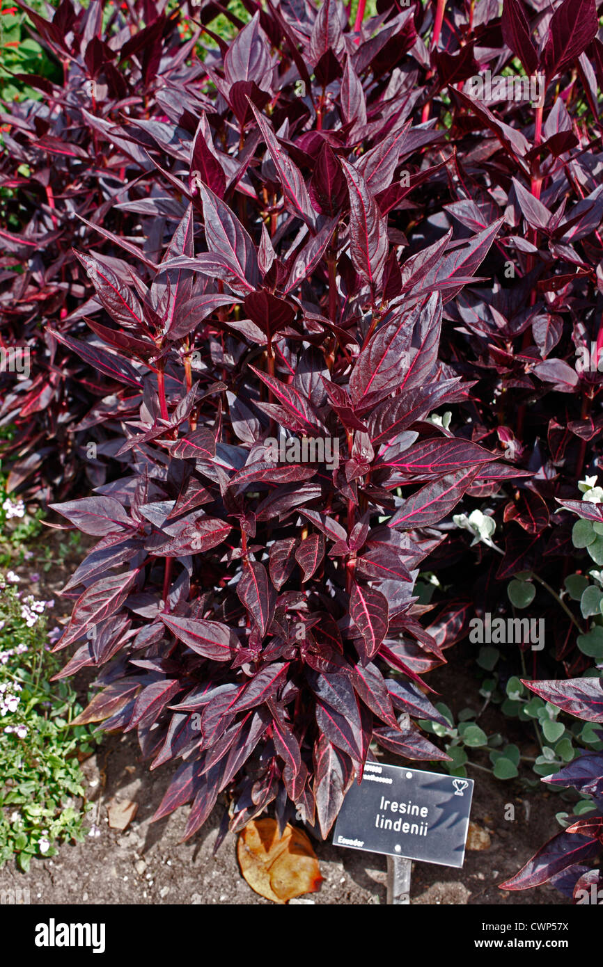 IRESINE LINDENII BLOOD LEAF Stock Photo - Alamy