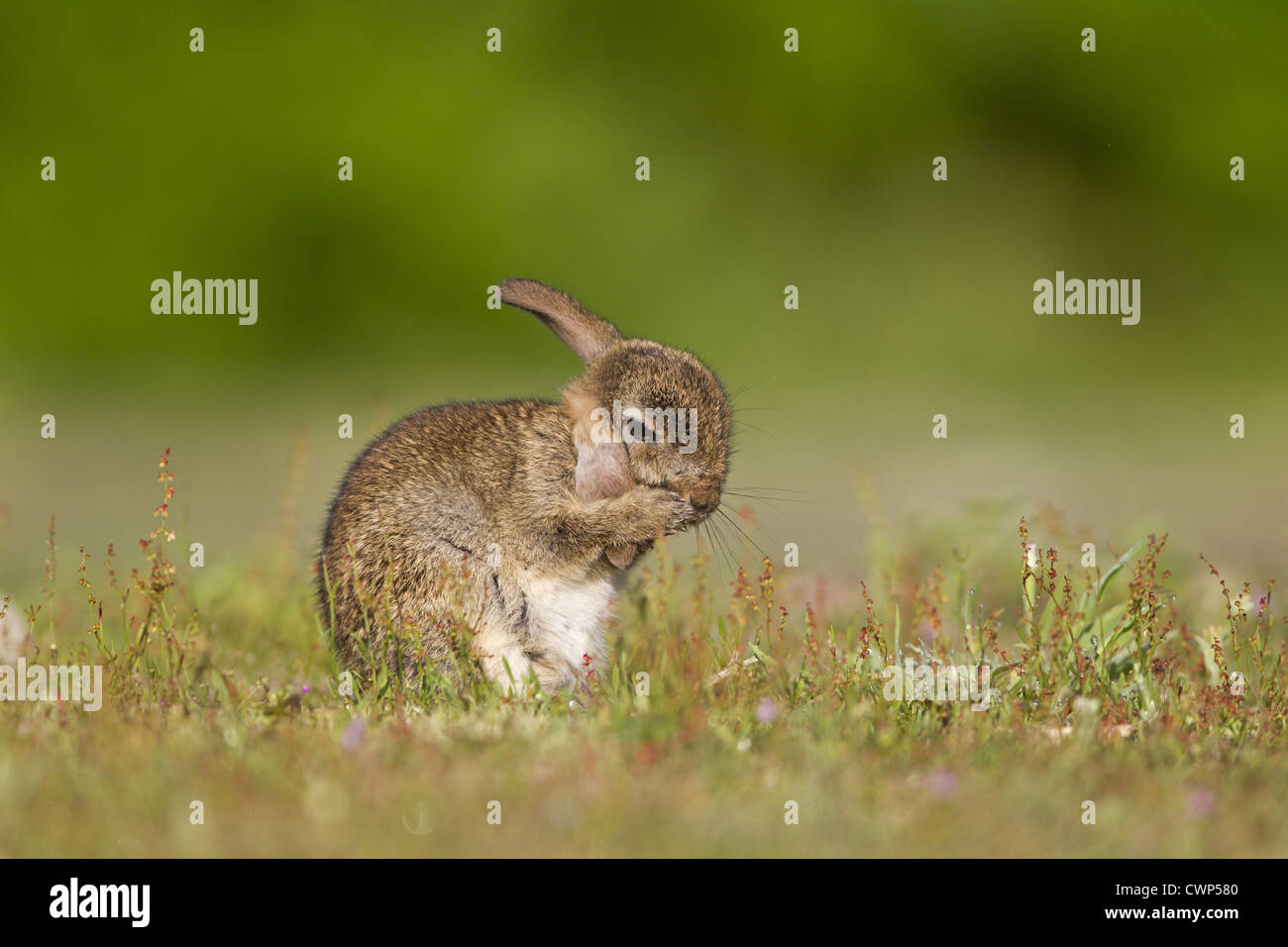 Baby wild european rabbit oryctolagus hi-res stock photography and ...
