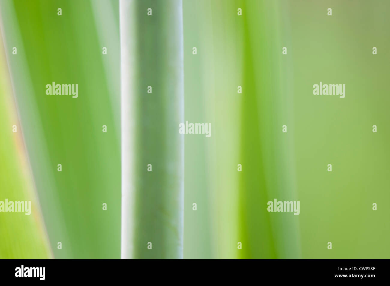 Abstract stem hi-res stock photography and images - Alamy