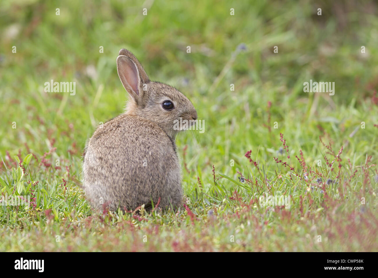 European Rabbit (Oryctolagus cuniculus) young, sitting on grassland ...