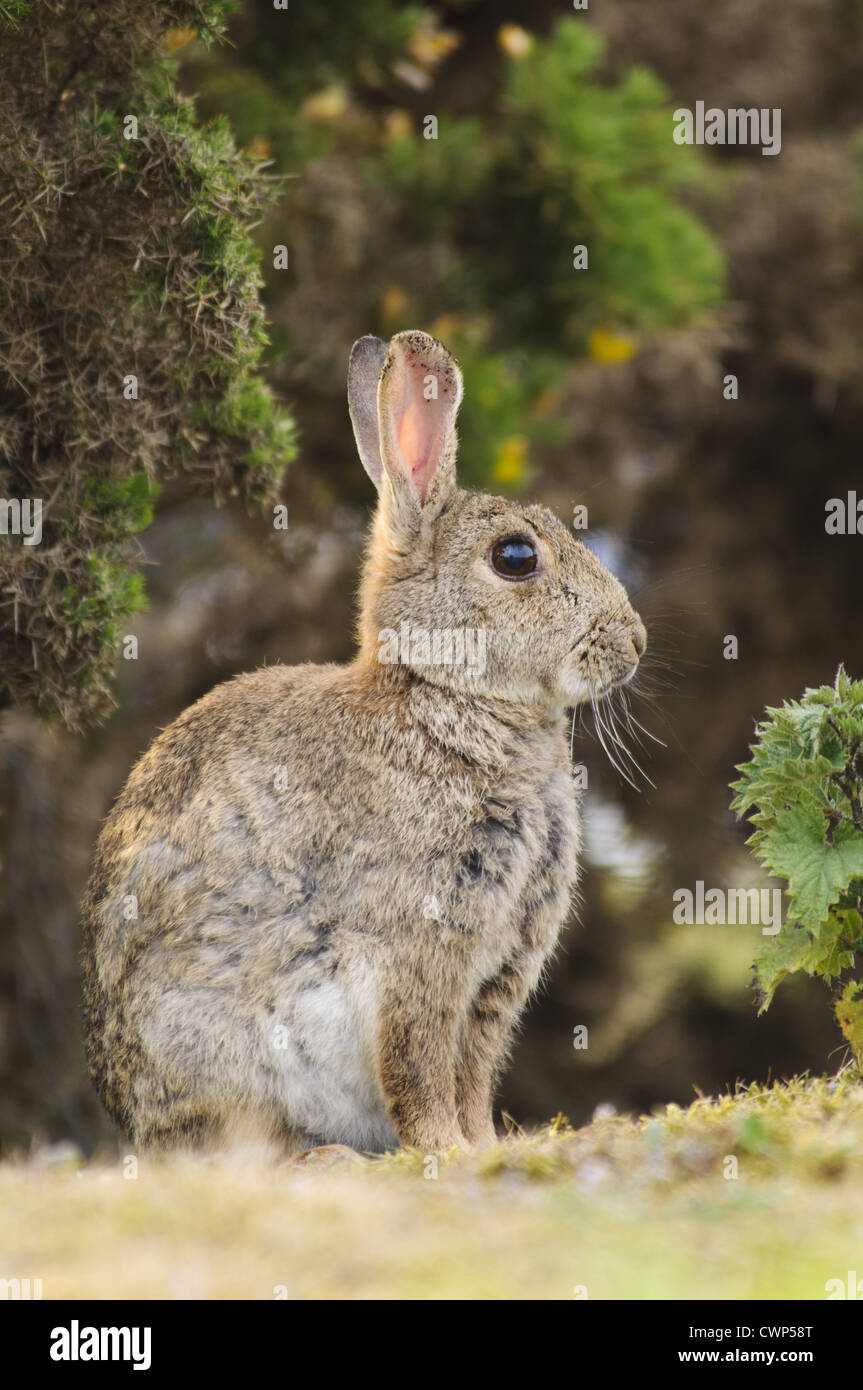 European Rabbit (Oryctolagus cuniculus) adult, sitting alert, keeping ...