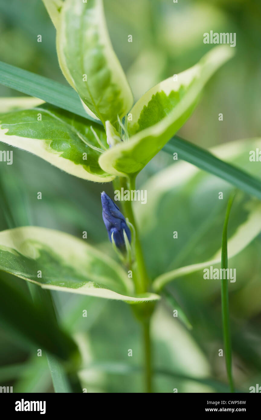 Periwinkle flower images hi-res stock photography and images - Alamy