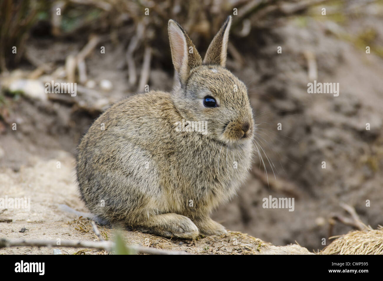 European Rabbit (Oryctolagus cuniculus) young, sitting at burrow ...