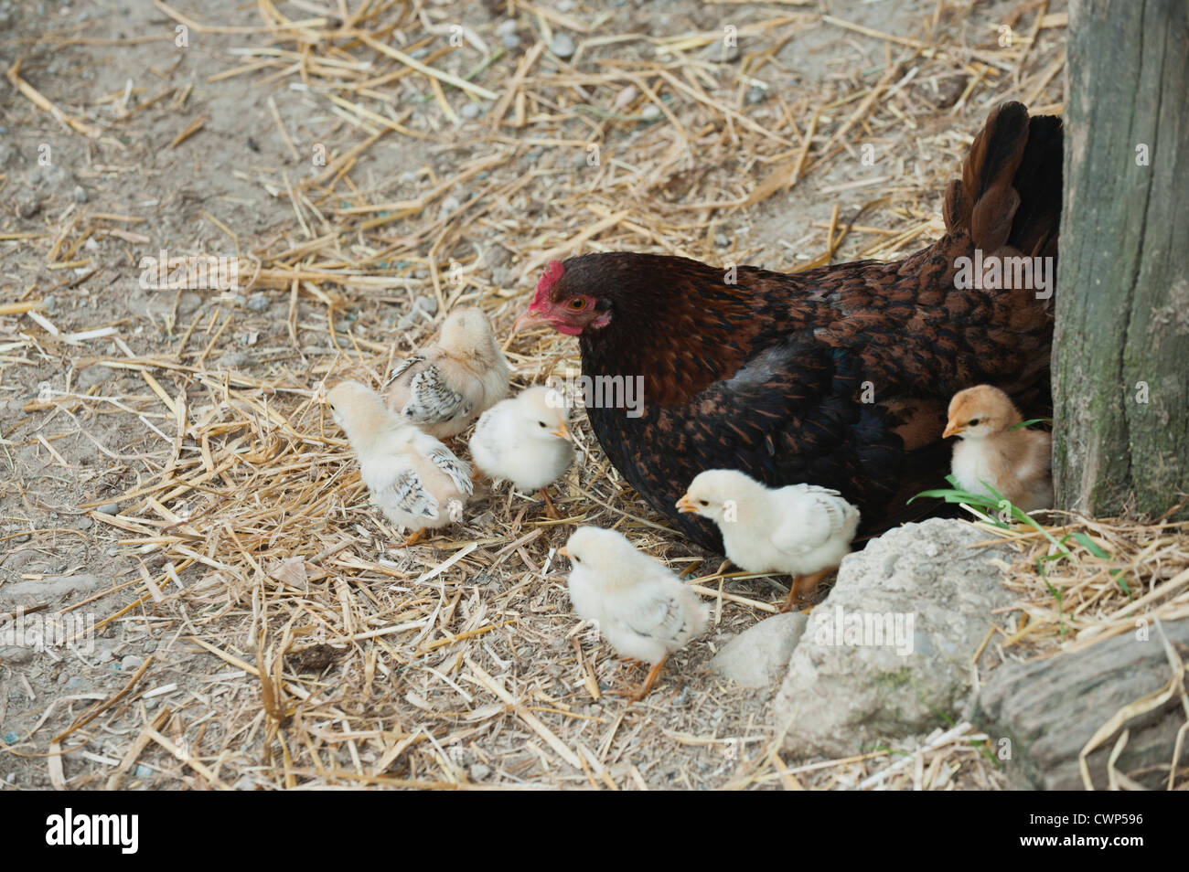 Hen and chicks Stock Photo - Alamy